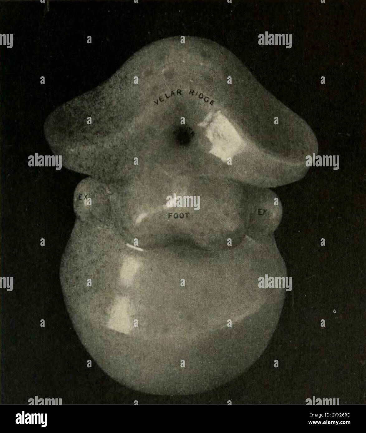 Crepidula formation of the veliger larva Stock Photo - Alamy