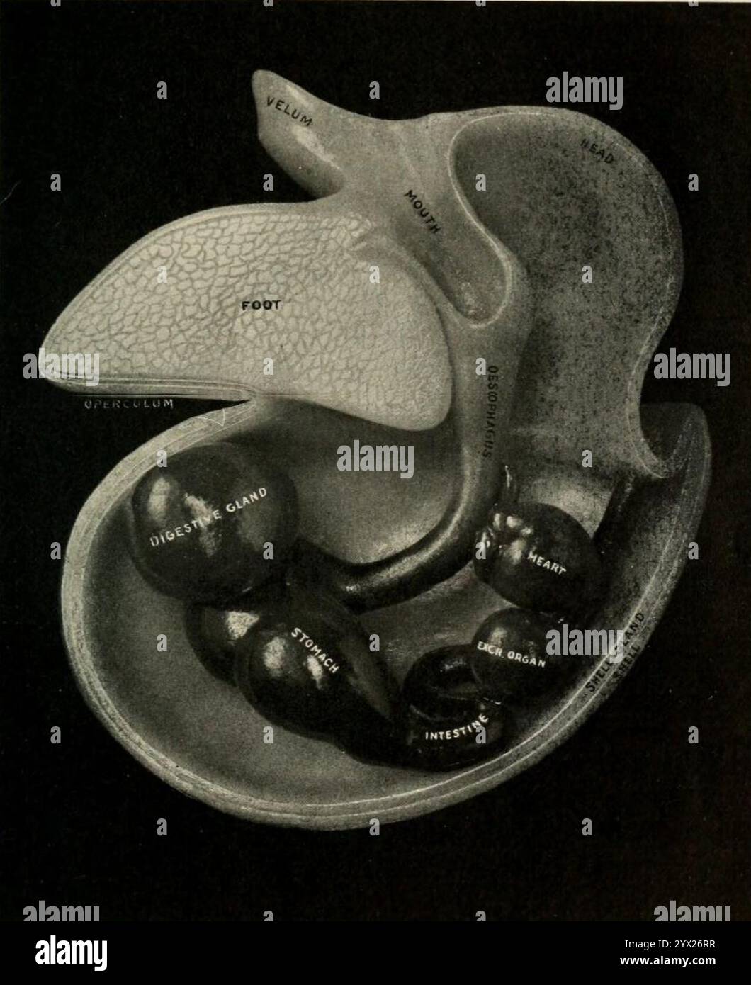 Crepidula veliger showing the internal anatomy Stock Photo - Alamy