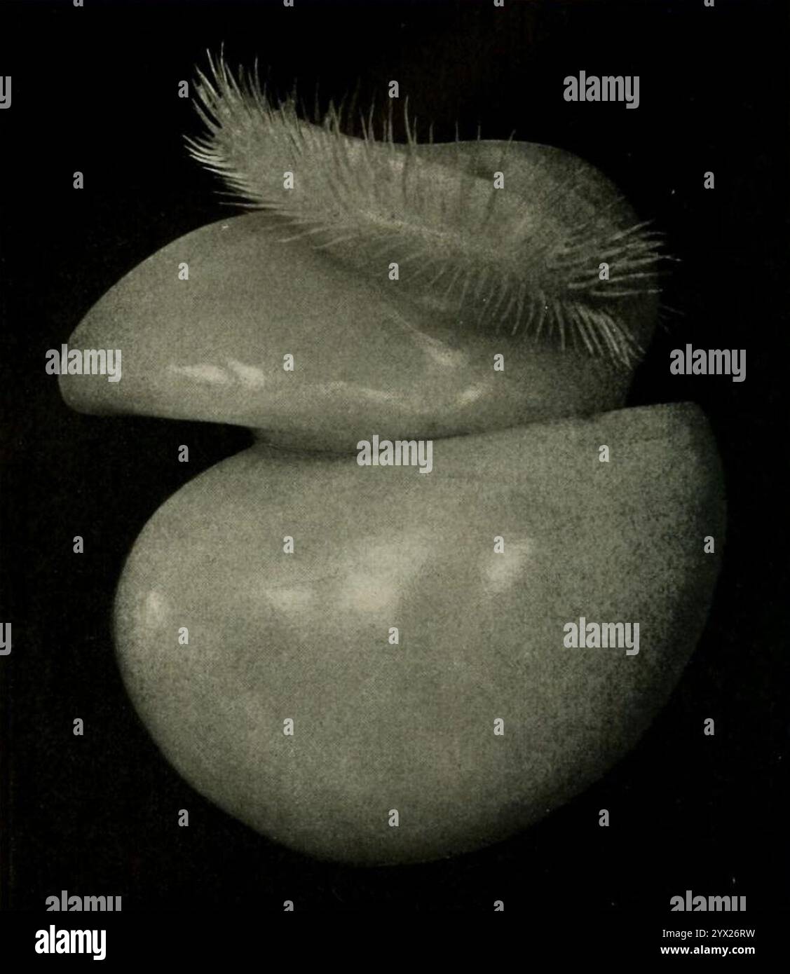 Crepidula mollusk larva, or the veliger, completed Stock Photo - Alamy