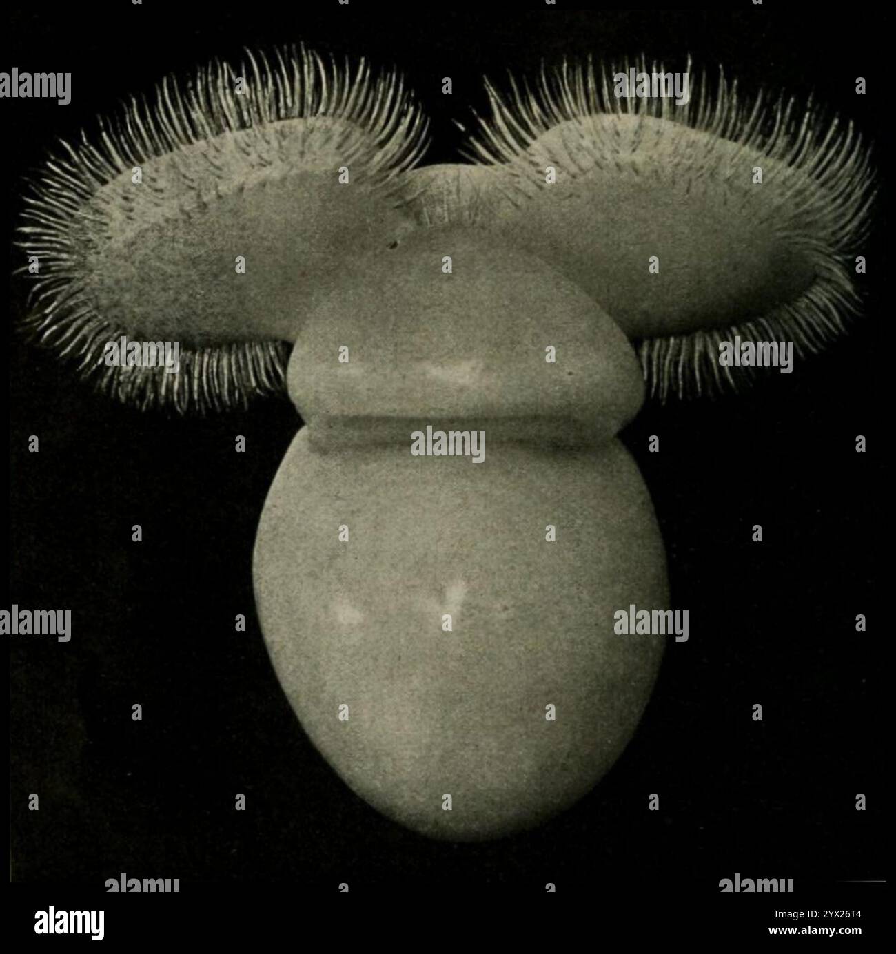 Crepidula complete veliger larva Stock Photo - Alamy