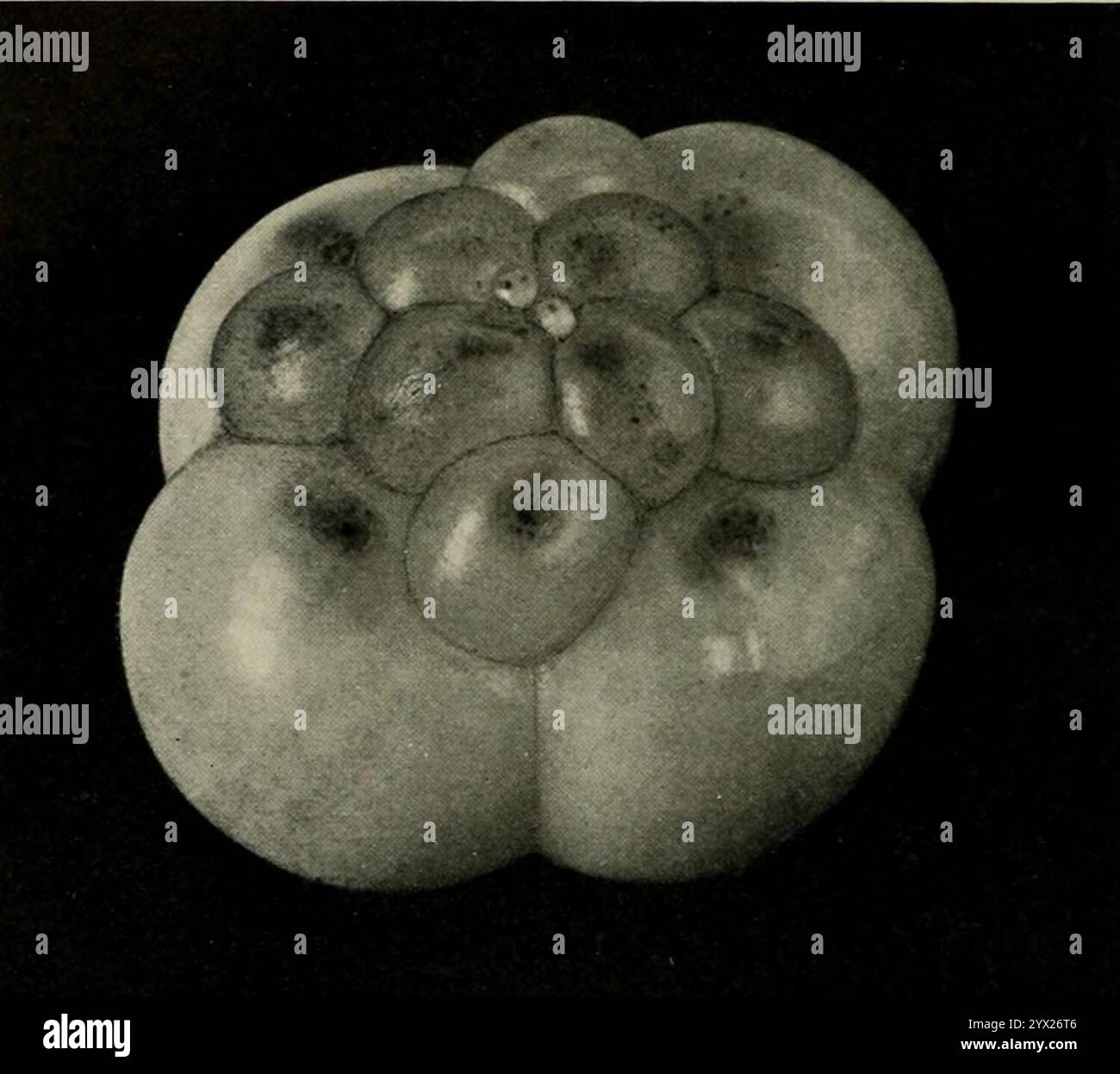 Crepidula Fourth cleavage completed (01 Stock Photo - Alamy