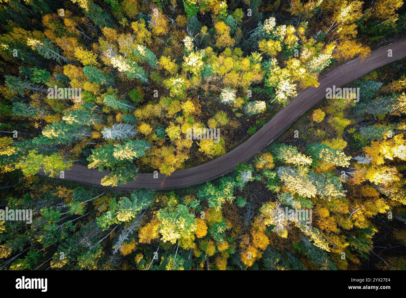A road with trees on both sides. The road is curvy and the trees are in ...