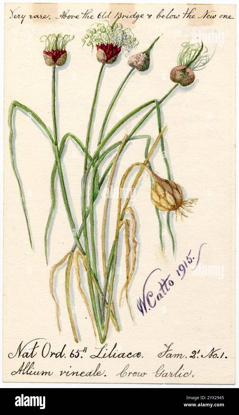 Crow garlic (Allium vineale) - William Catto Stock Photo - Alamy