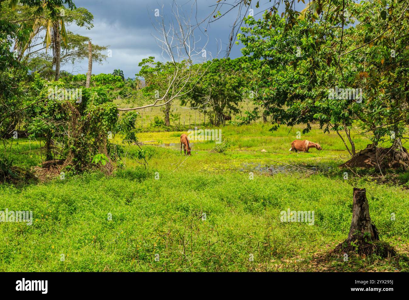 Cows grazing in lush green grass field hi-res stock photography and ...