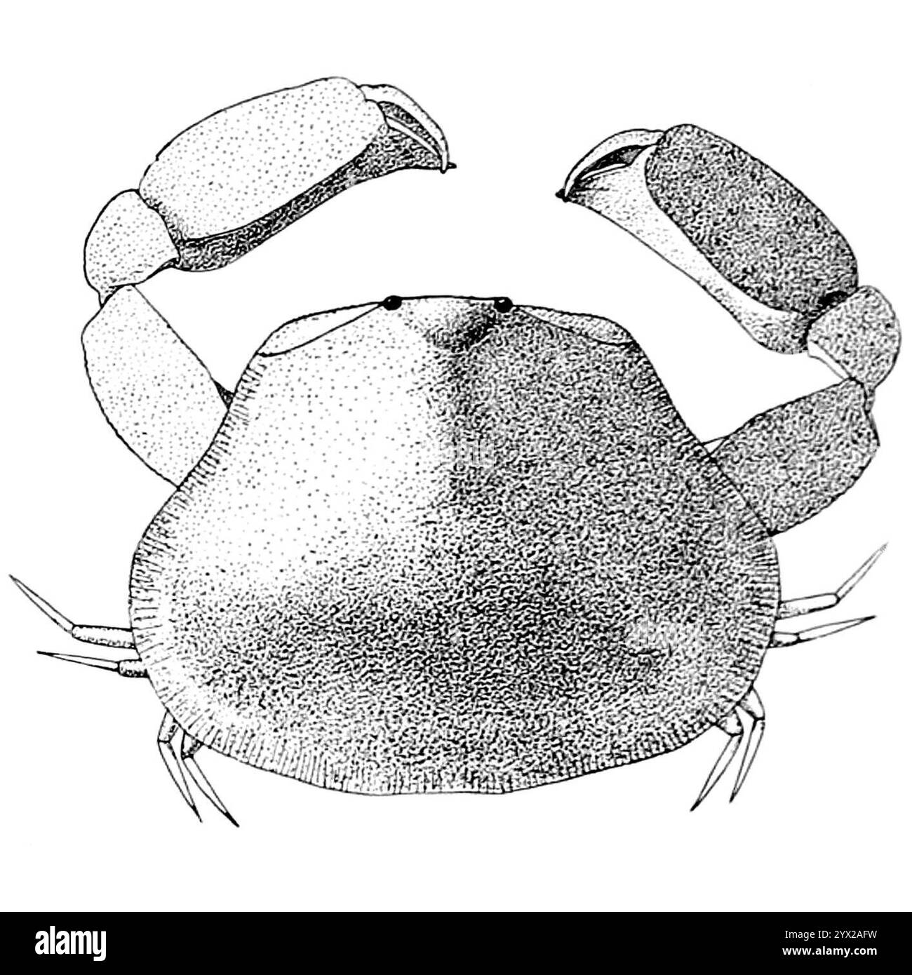 Trapezoides hi-res stock photography and images - Alamy