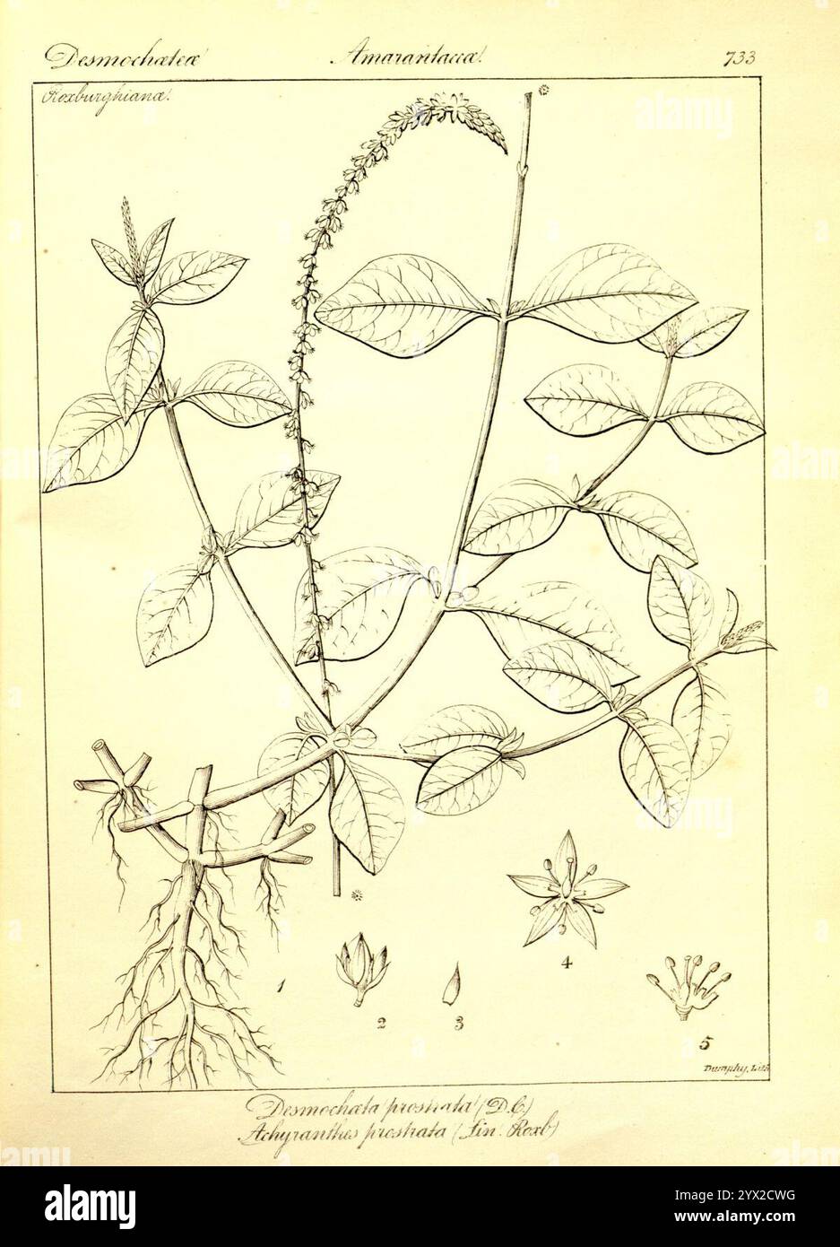 Cyathula prostrata as Desmochaeta prostrata Stock Photo - Alamy