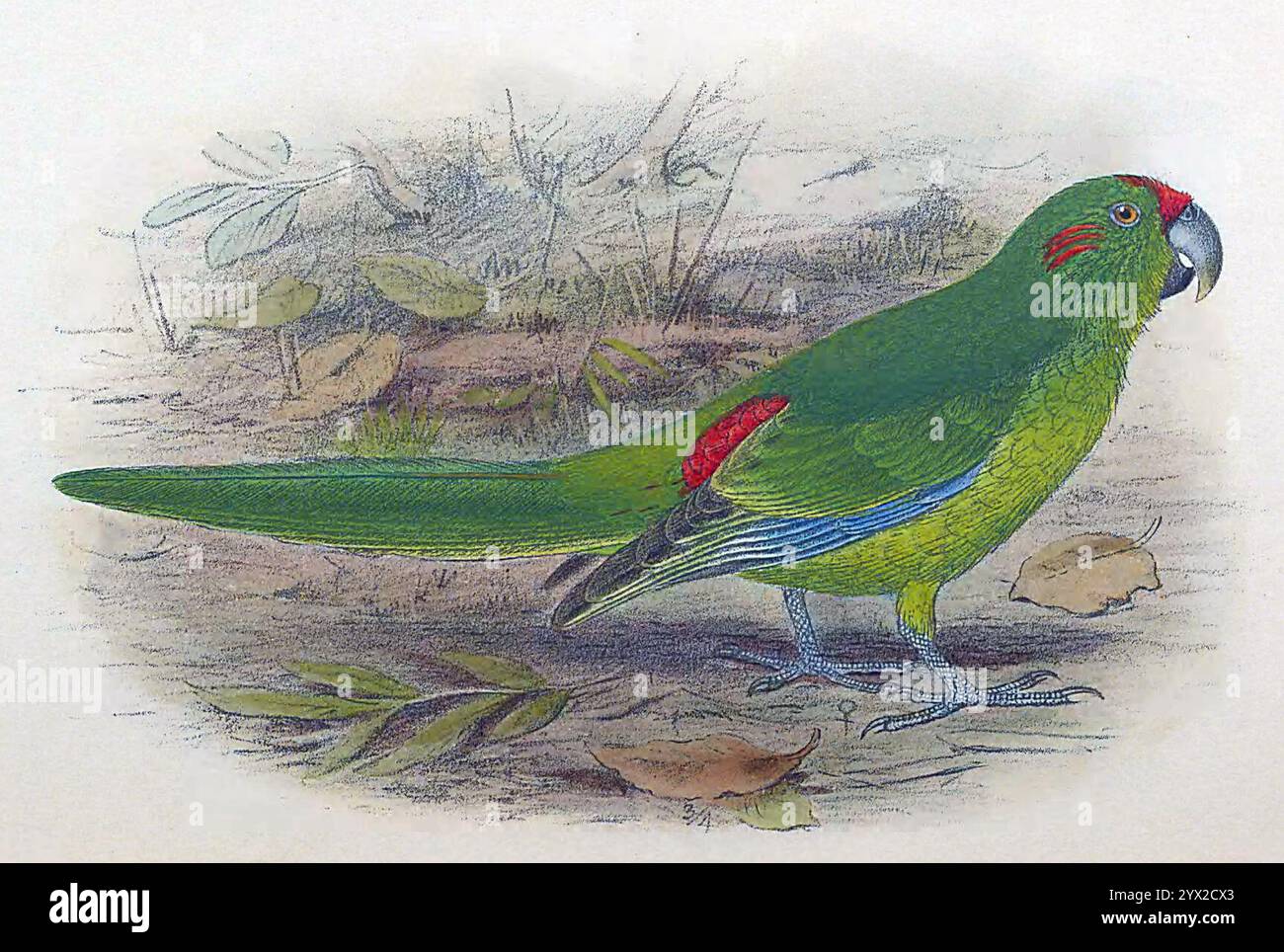 Cyanoramphus novaezelandiae subflavescens Stock Photo - Alamy