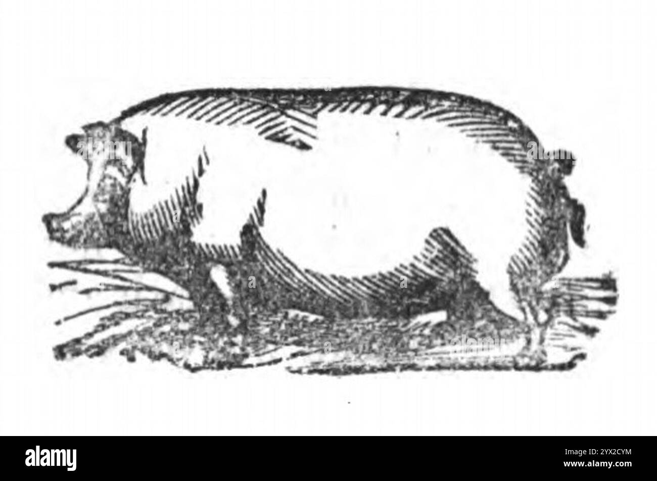 Moch Cut Out Stock Images & Pictures - Alamy