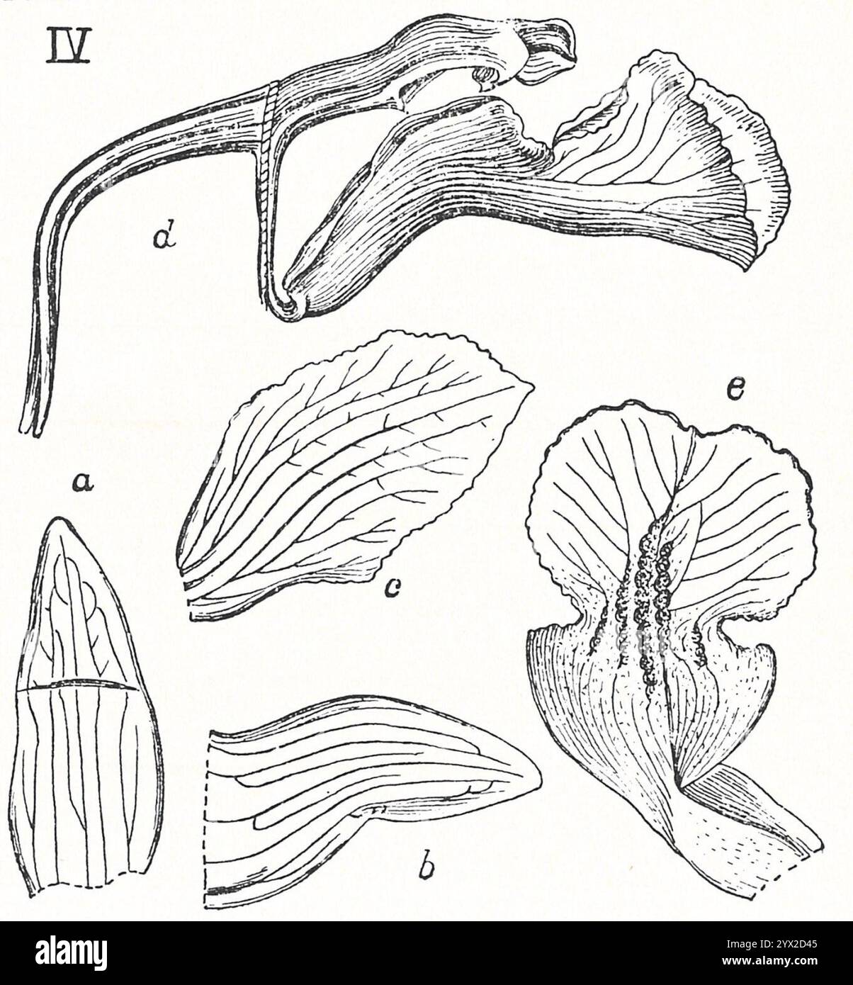 Cylindrolobus verruculosus hi-res stock photography and images - Alamy