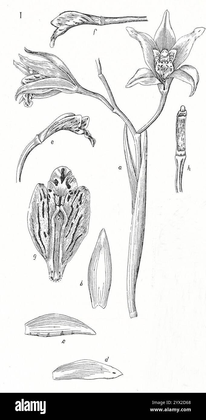 Cymbidium roseum J.J.Sm. - Tafeln Javanischer Orchideen II Tab 11 fig ...