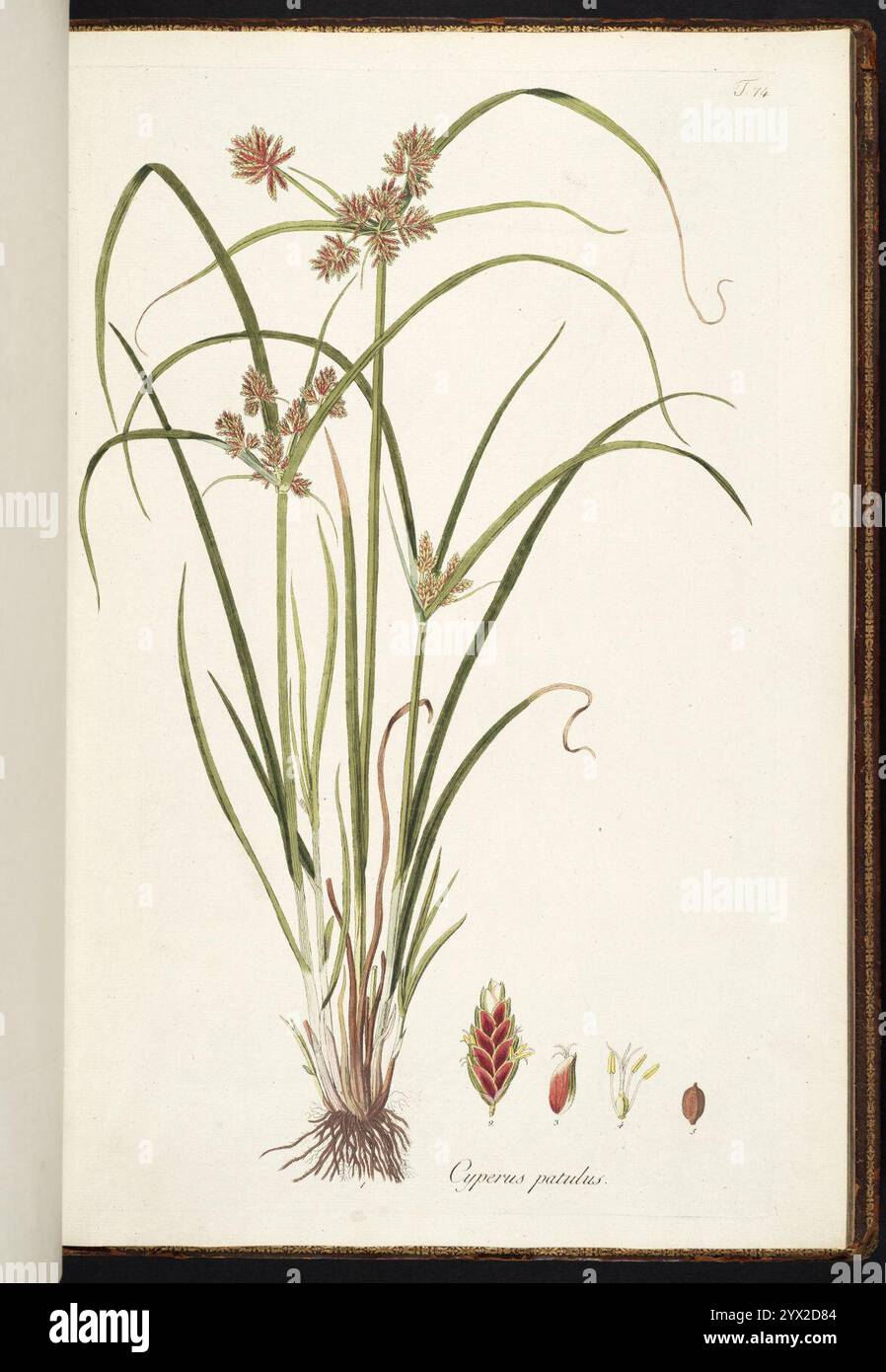 Cyperus glaber illustration (01 Stock Photo - Alamy