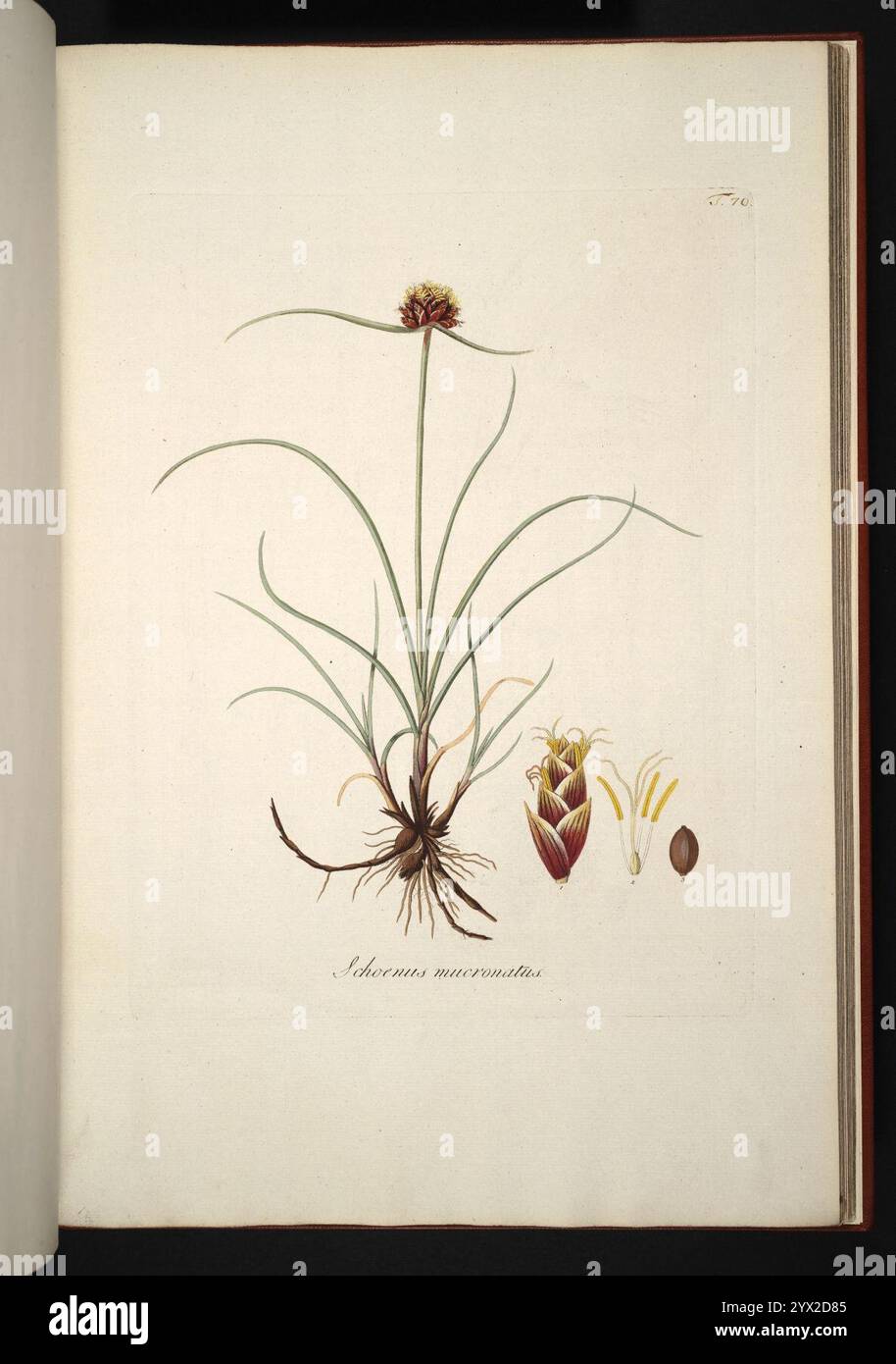 Cyperus capitatus illustration (01 Stock Photo - Alamy