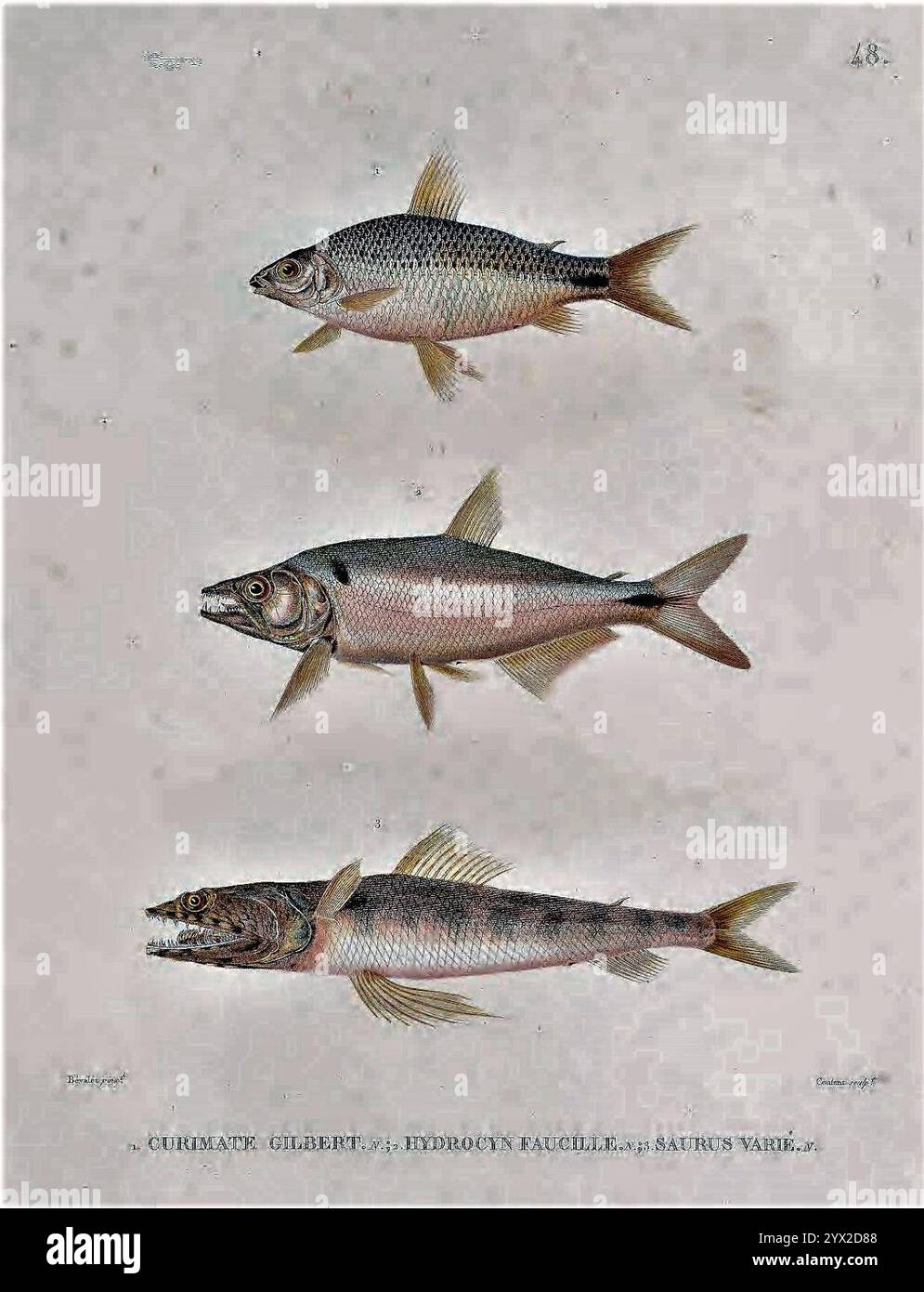 Cyphocharax gilbert Oligosarcus hepsetus Synodus variegatus Stock Photo ...