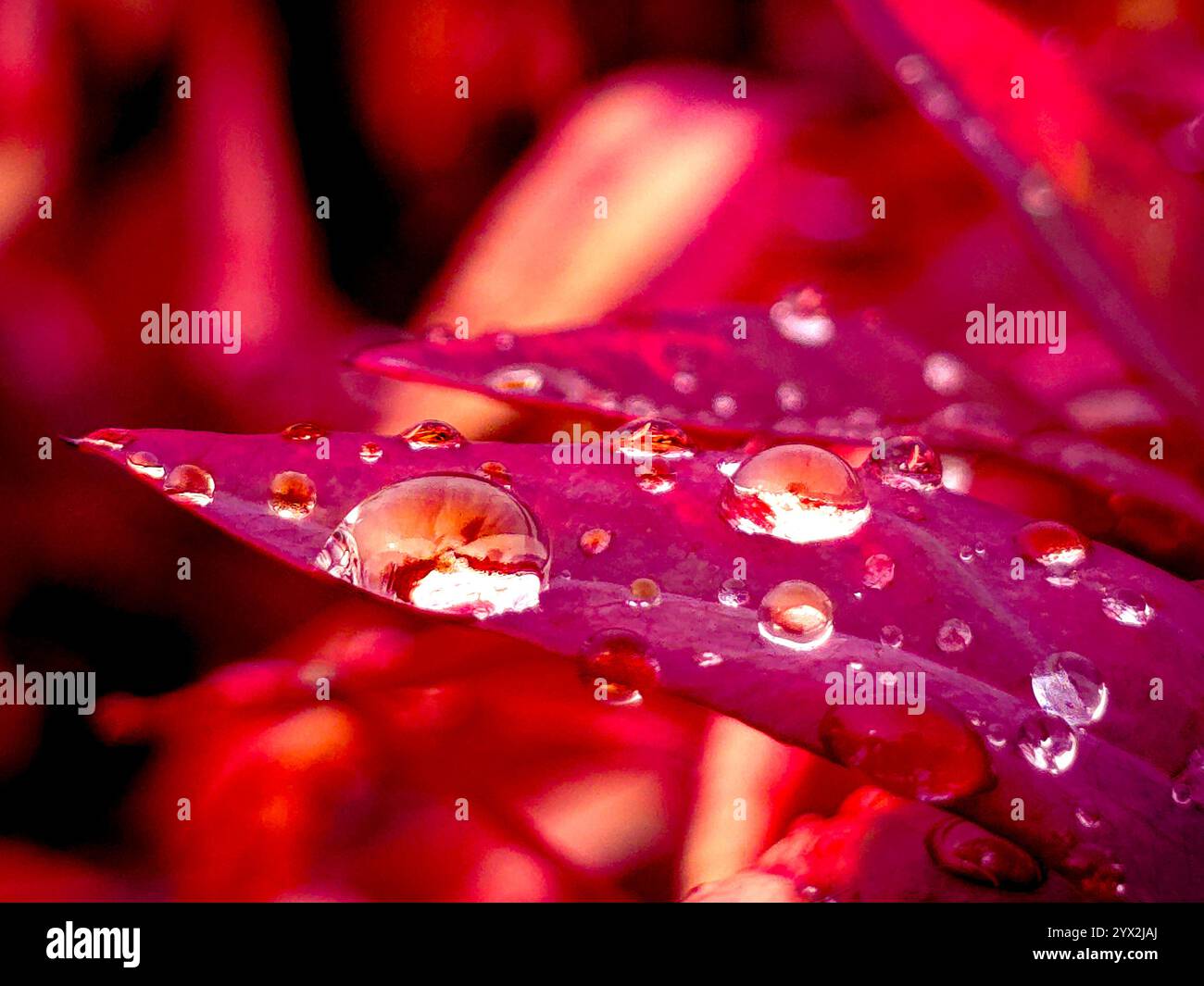 Hanging waterdrops hi-res stock photography and images - Alamy