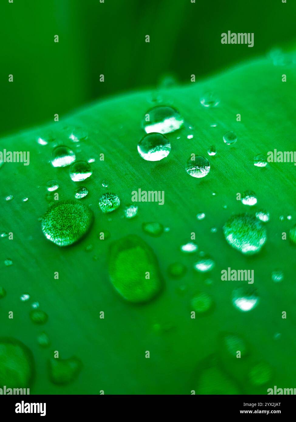 Hanging waterdrops hi-res stock photography and images - Alamy