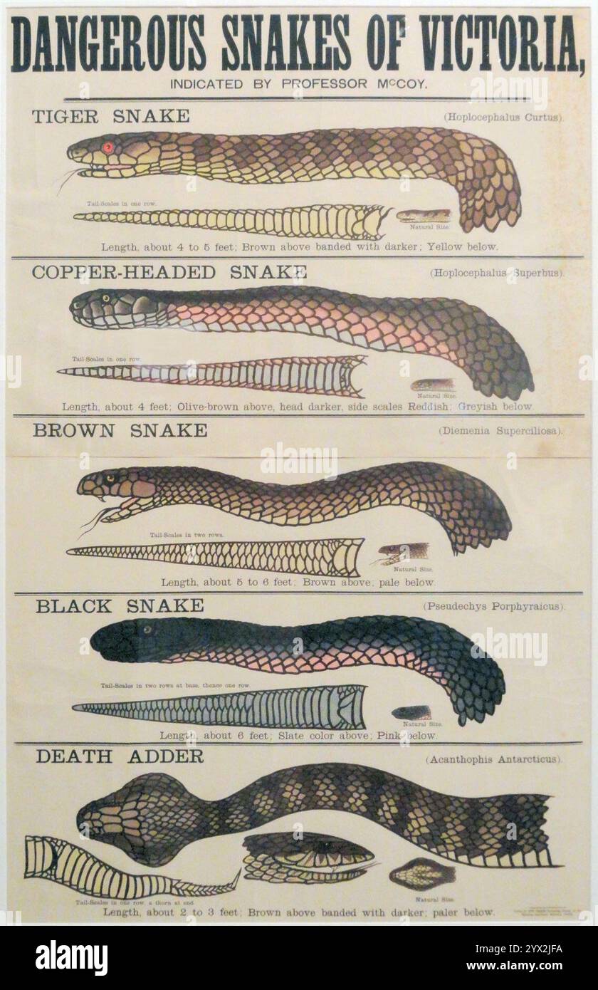 Dangerous Snakes of Victoria poster Stock Photo - Alamy