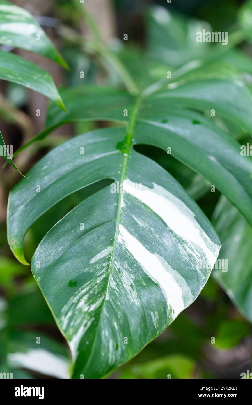 A striking palm leaf showcases unique patterns amidst dense tropical ...