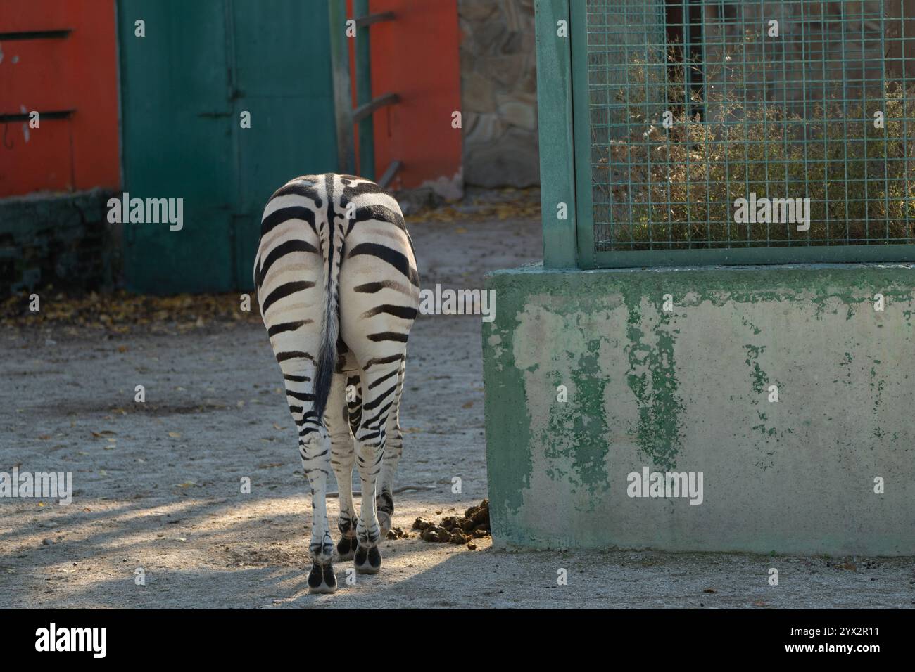 Zebra Zoo Enclosure Backside; Animal captivity; Zoo, daytime, single ...