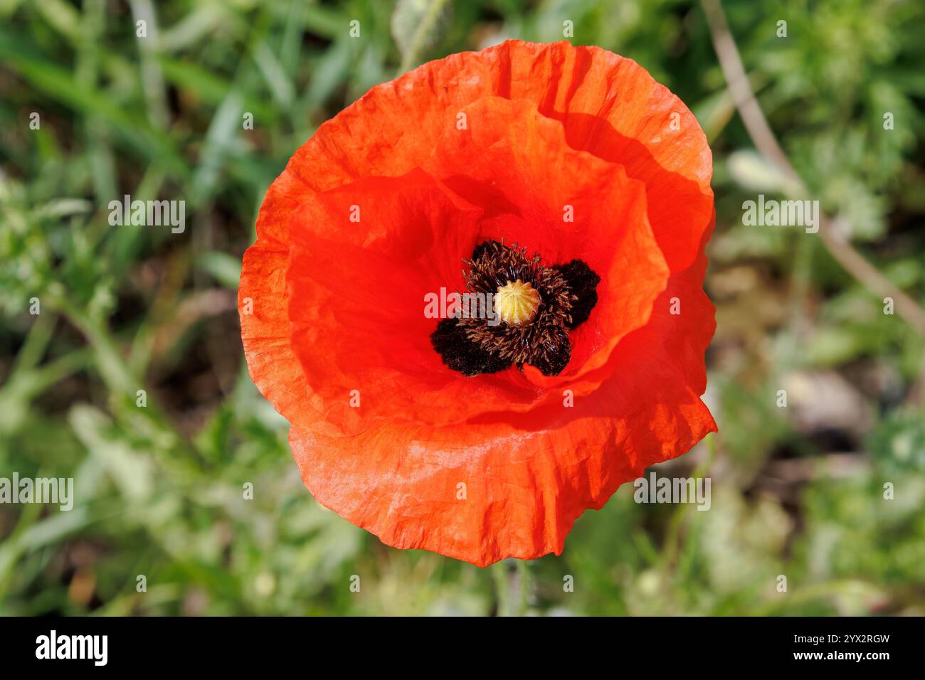 Papaver is a genus of plants from the papaveraceae family. A single red ...