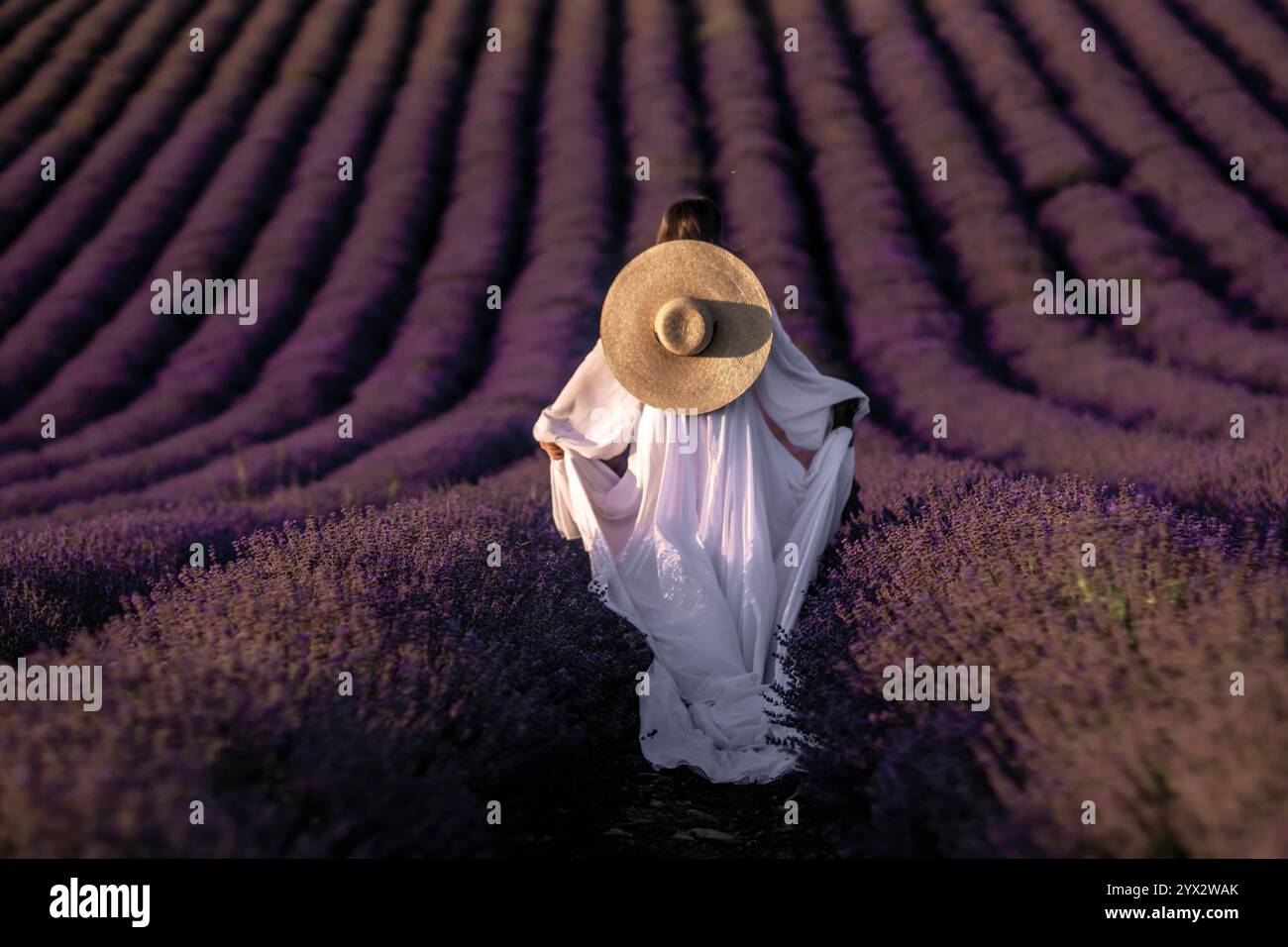 Lavender Fields Provence Woman: Summer stroll through picturesque ...