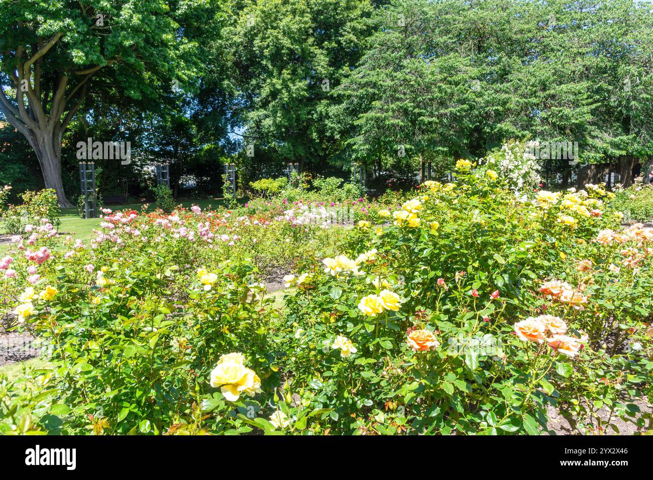 The Rose Garden in Mona Vale Garden Park, Riccarton, Christchurch ...