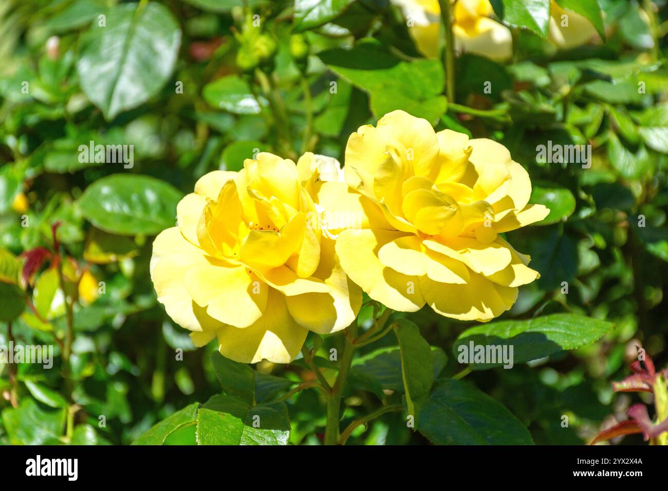 Absolutely Fabulous rose in Mona Vale Garden Park, Riccarton ...