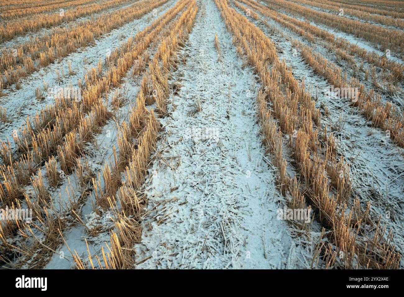 Cut the stalks hi-res stock photography and images - Alamy