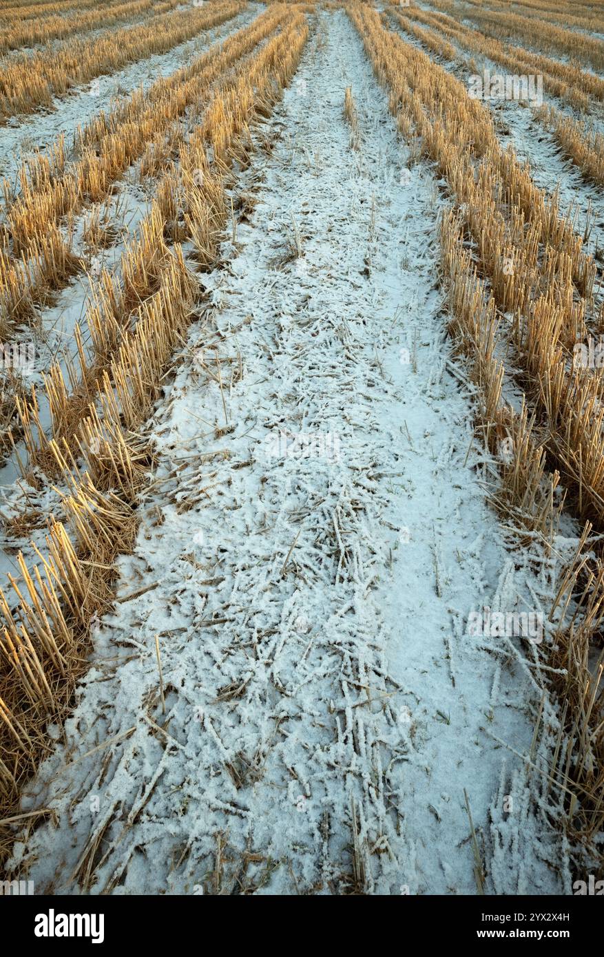 dry cut corn stalks in a field in wintertime Stock Photo - Alamy