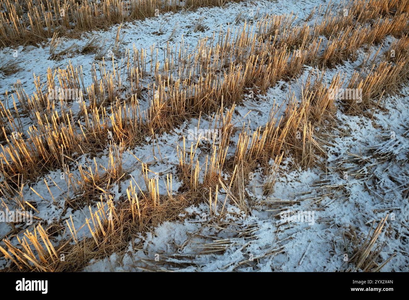 Dry stalks cut hi-res stock photography and images - Alamy