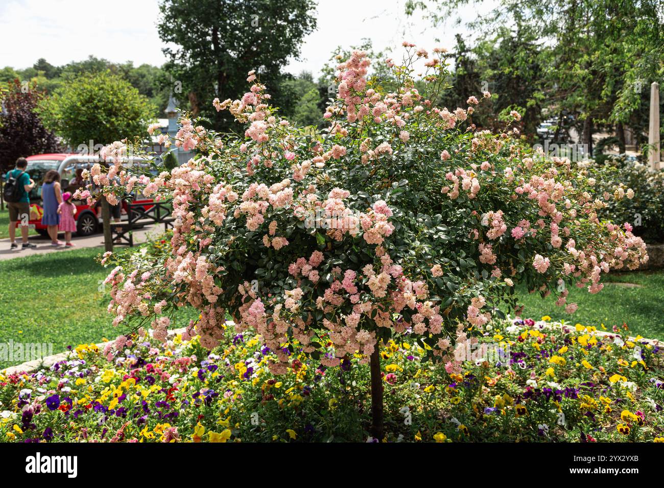 Beauty standard hi-res stock photography and images - Alamy