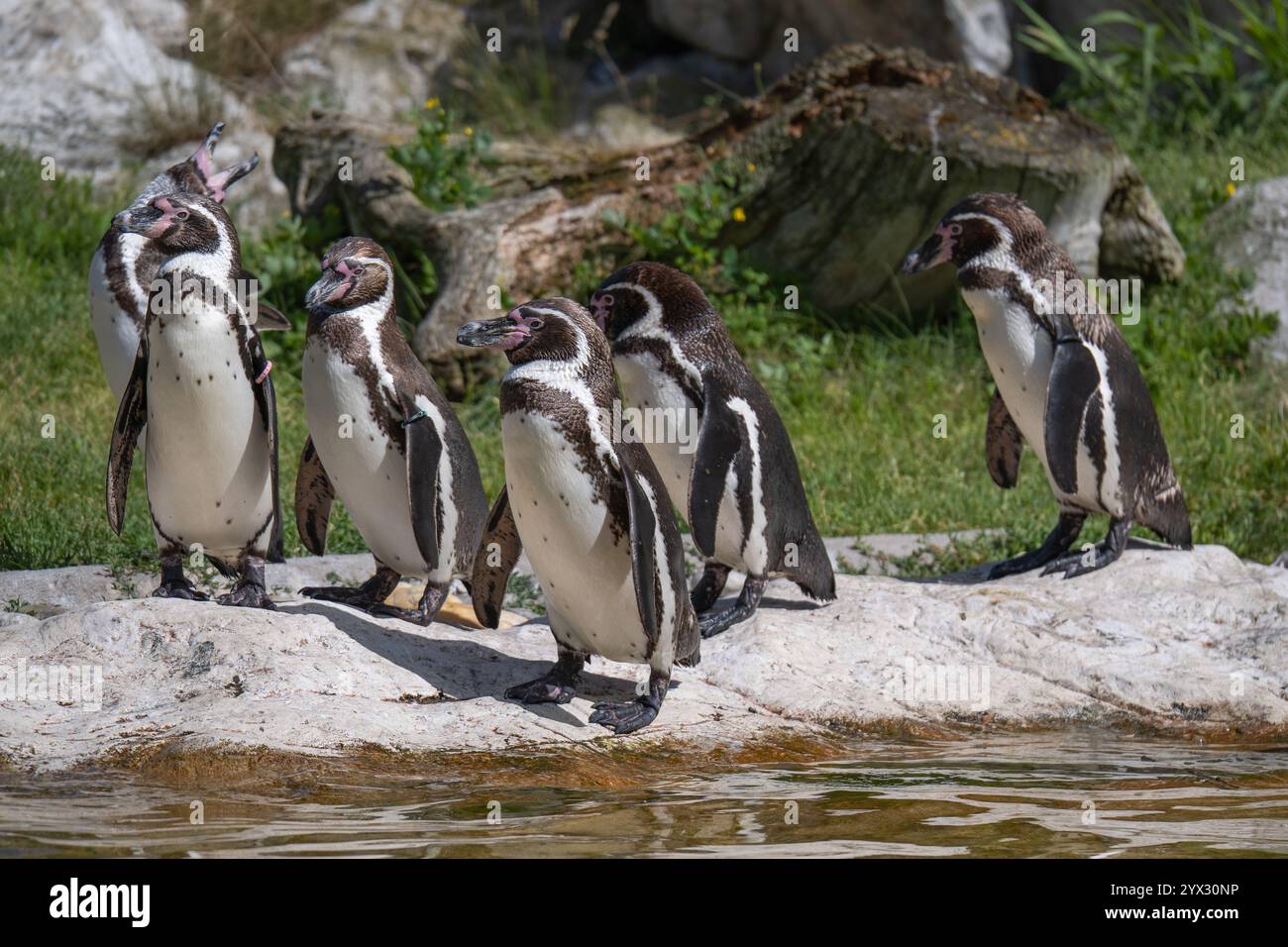 Baby penguins together hi-res stock photography and images - Alamy