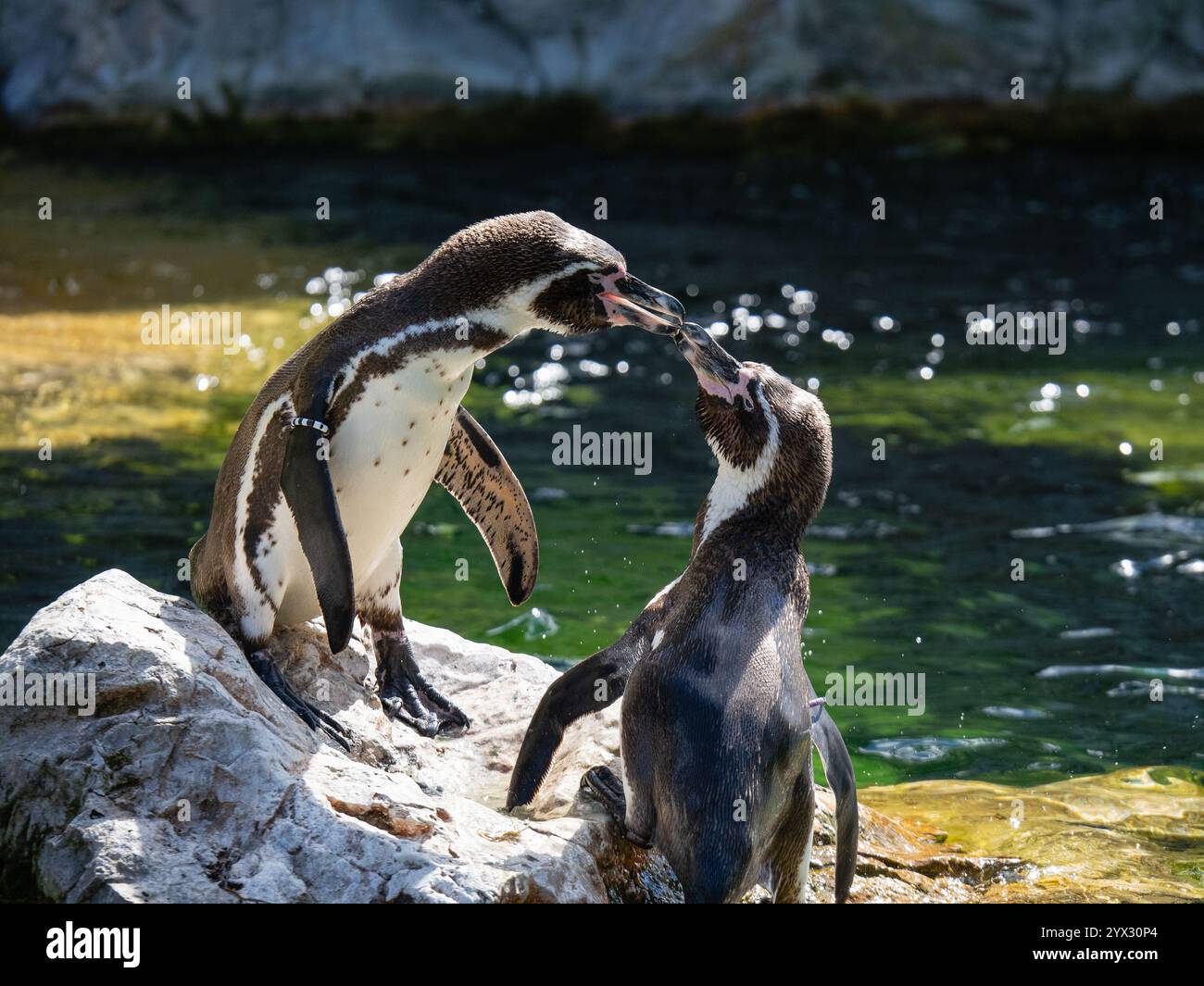 Baby penguins together hi-res stock photography and images - Alamy
