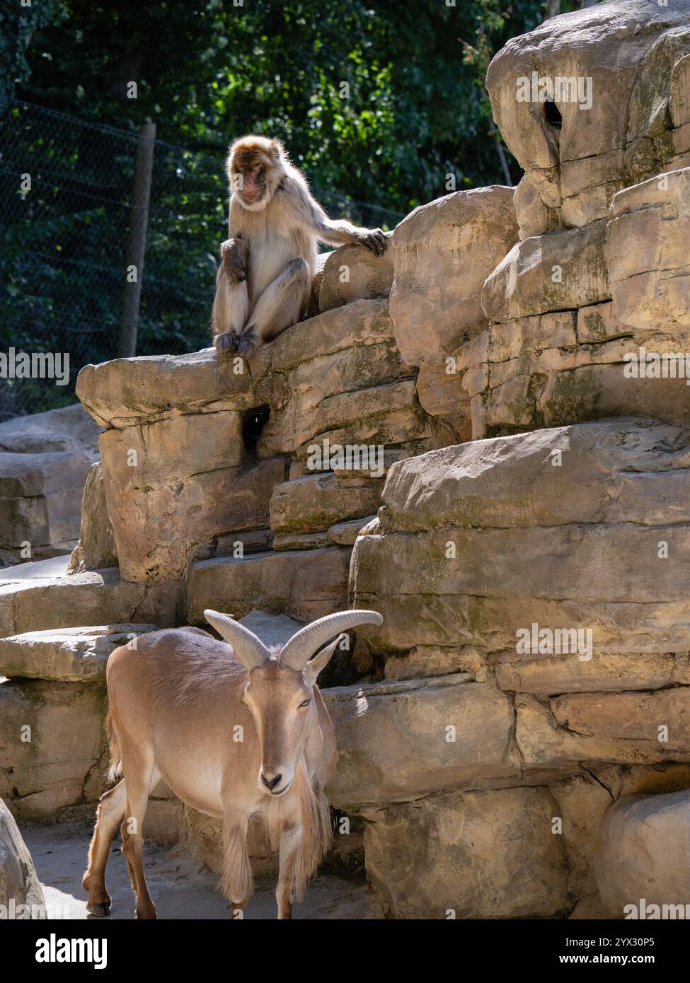 Monkey goat hi-res stock photography and images - Alamy