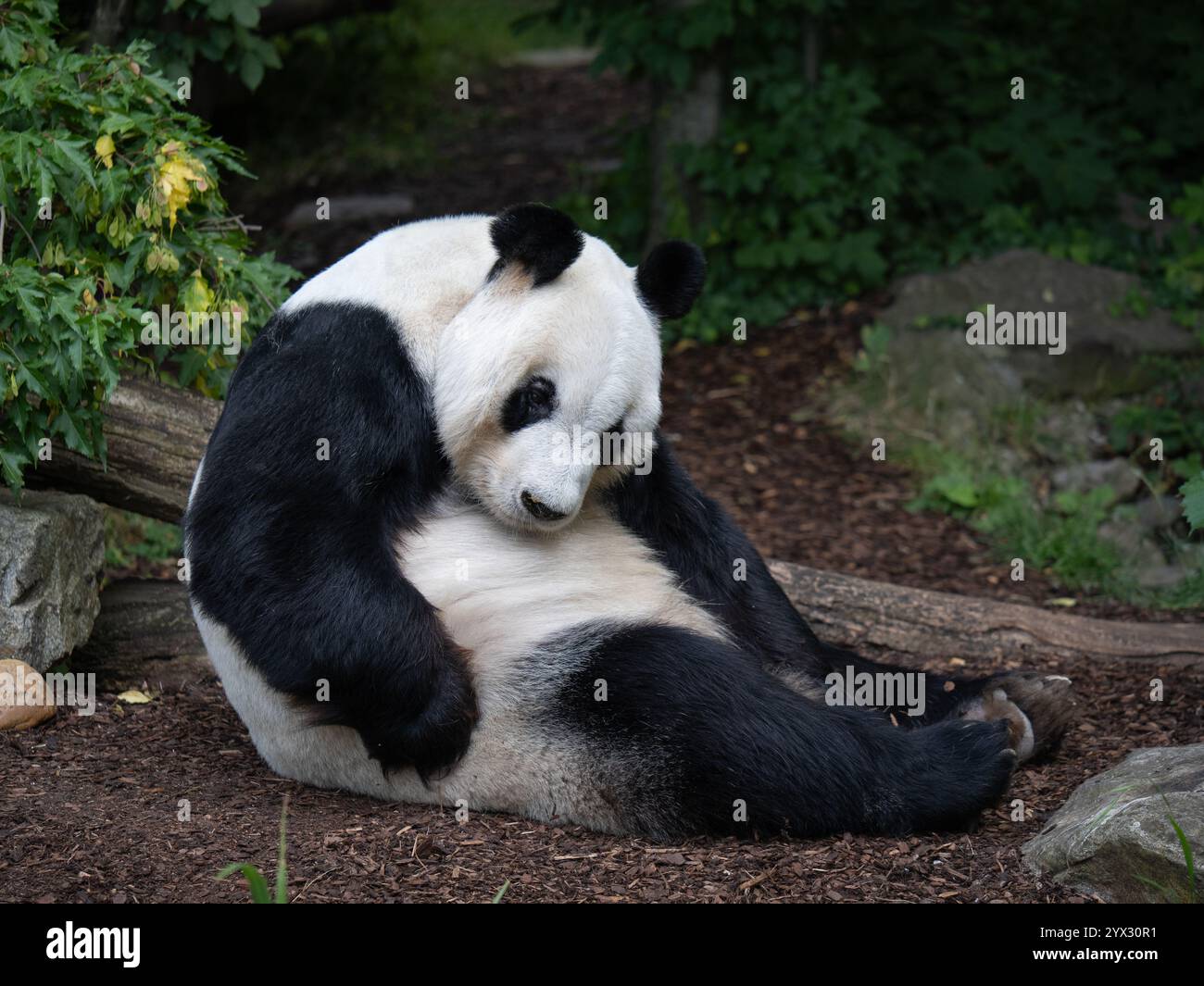 Black bear scratching hi-res stock photography and images - Alamy