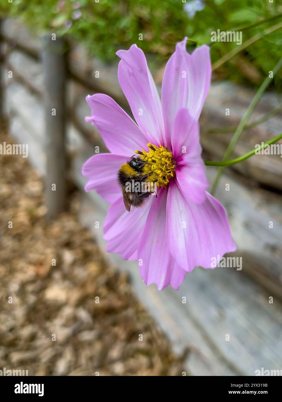 Close up bumblebee walking hi-res stock photography and images - Alamy