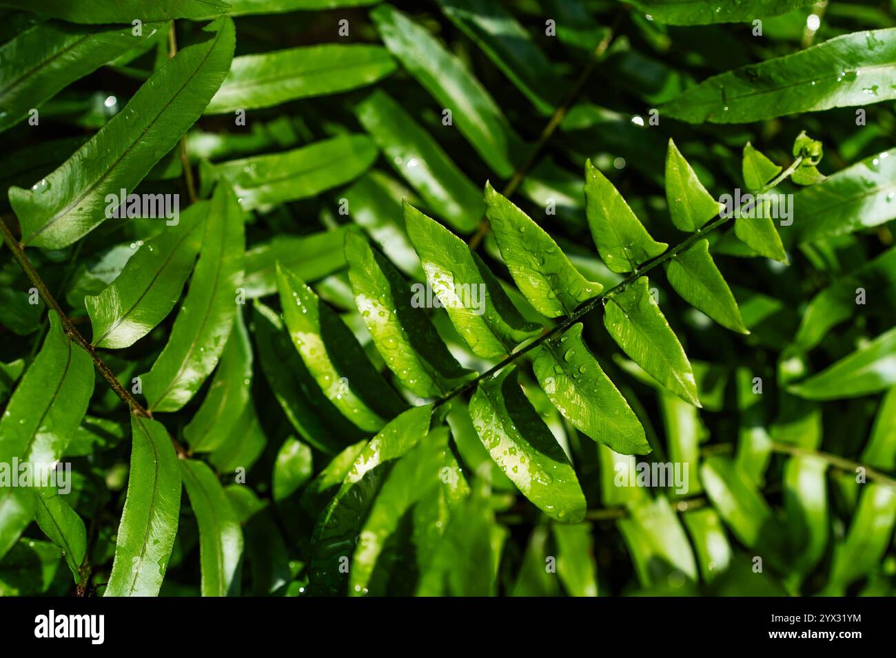 Lush green leaves highlight diverse textures in a tropical forest Stock ...