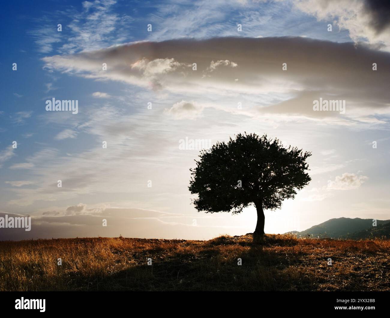 Solitary oak tree golden hi-res stock photography and images - Alamy