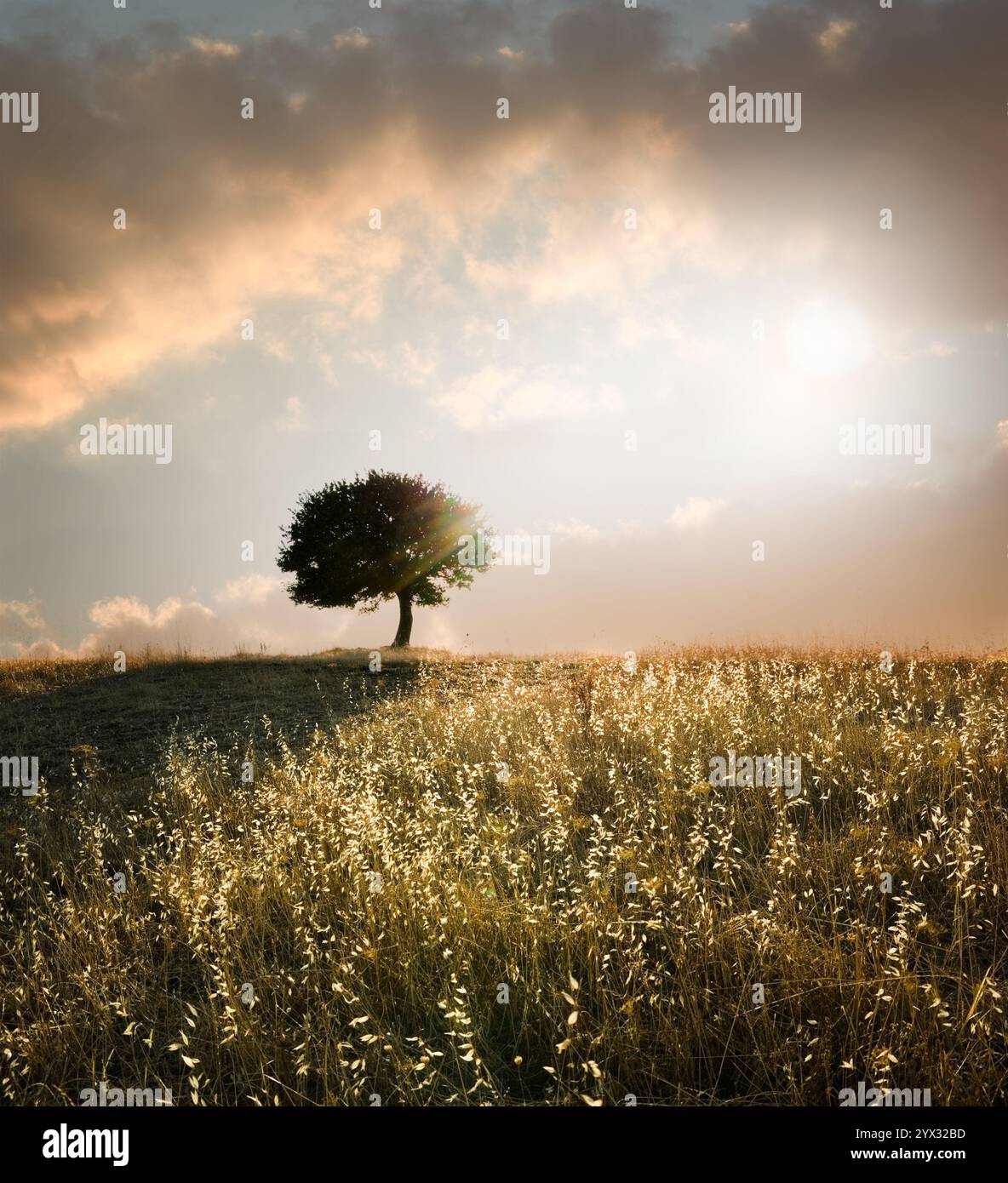 Solitary oak tree golden hi-res stock photography and images - Alamy