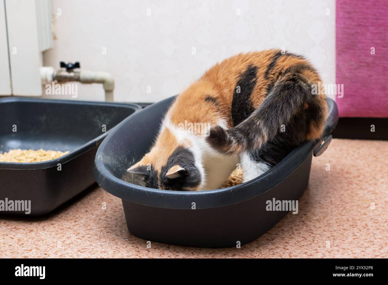 A beautiful calico cat is comfortably sitting inside a black litter box ...