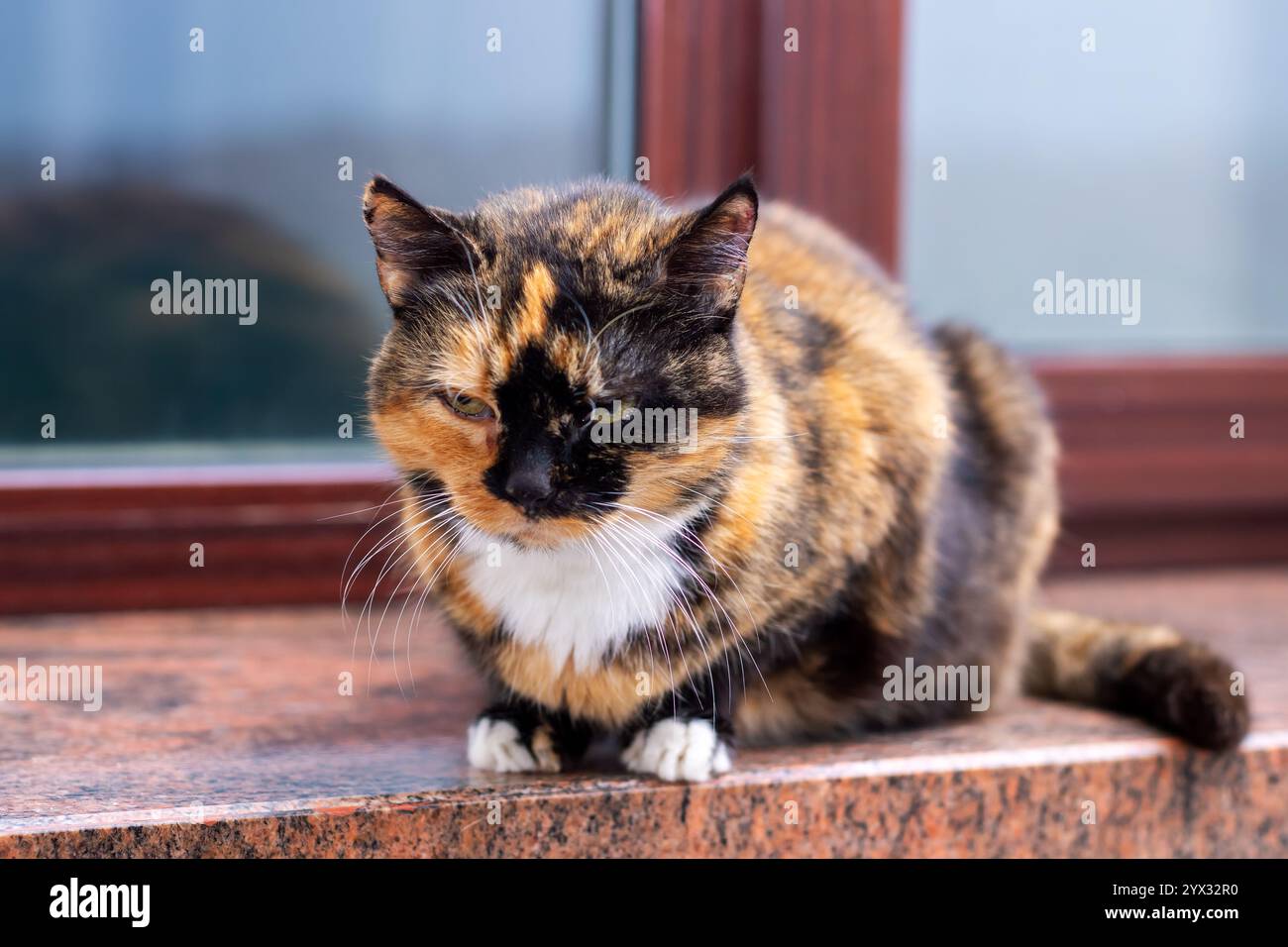 A beautiful calico cat is comfortably sitting on a sunny window sill ...