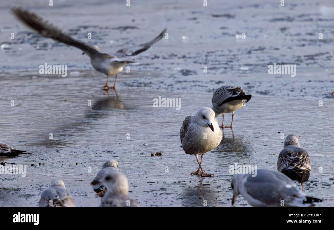 Flock herring gull larus argentatus hi-res stock photography and images ...