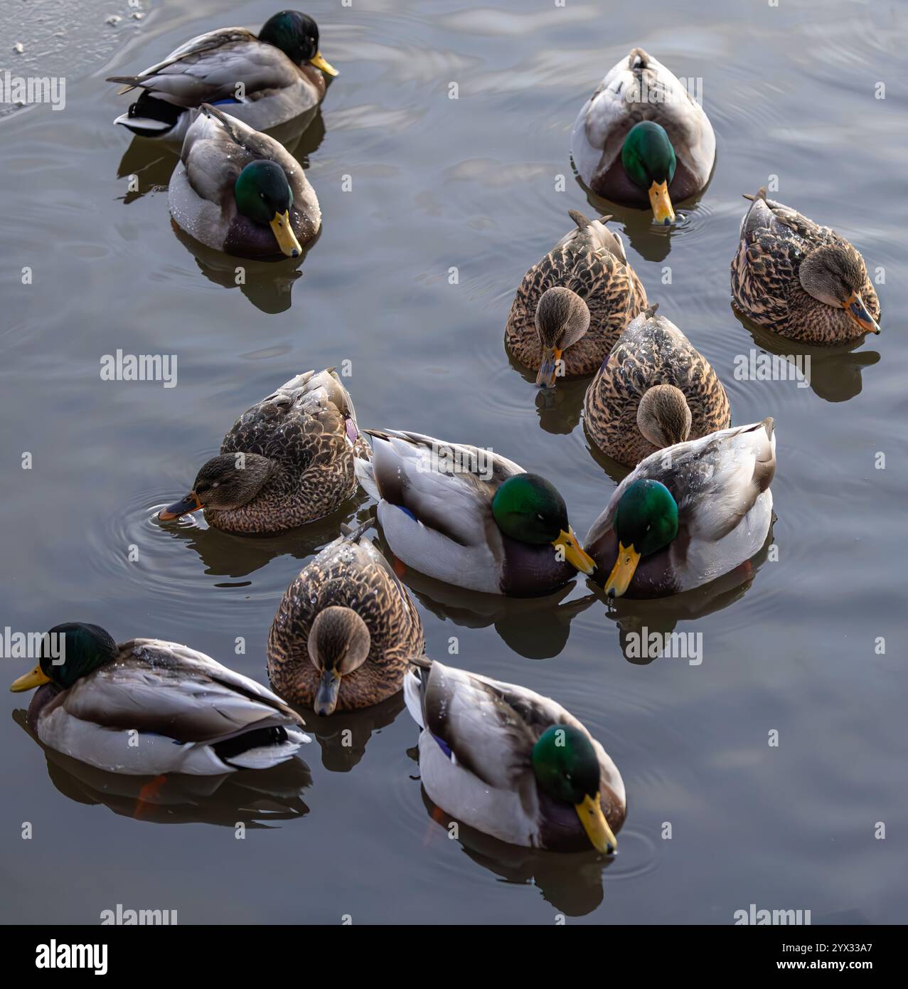 Raft of mallards hi-res stock photography and images - Alamy
