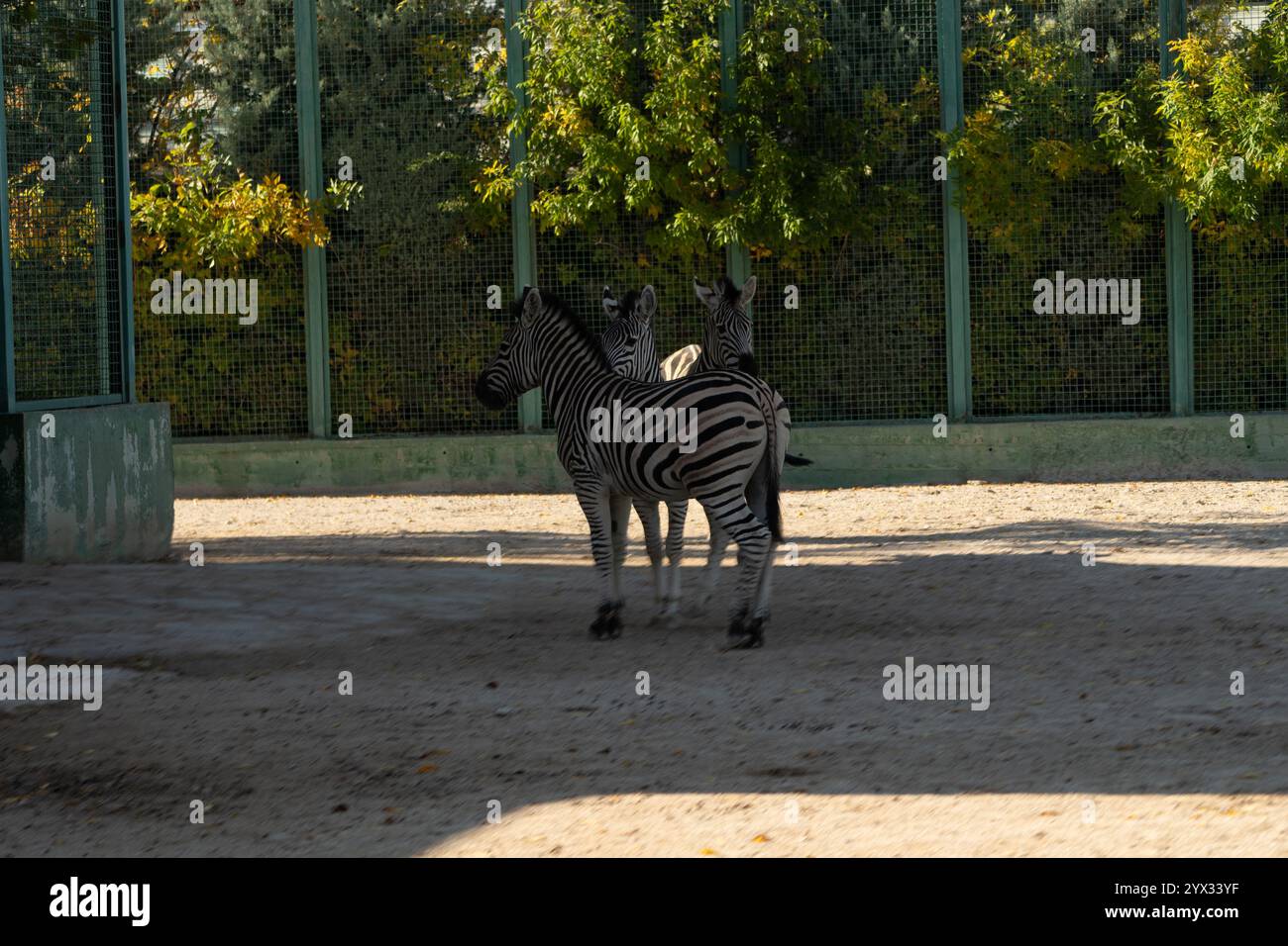 Zebras Zoo Enclosure Summer: Two zebras standing enclosure, zoo ...