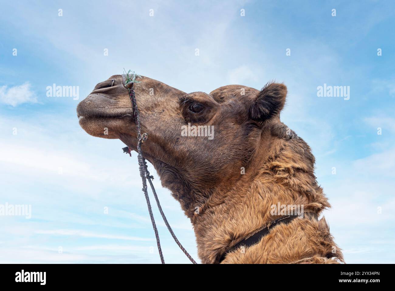 Side profile of a camel head in Pushkah, Rajasthan, India, 28 Jan 2024 ...
