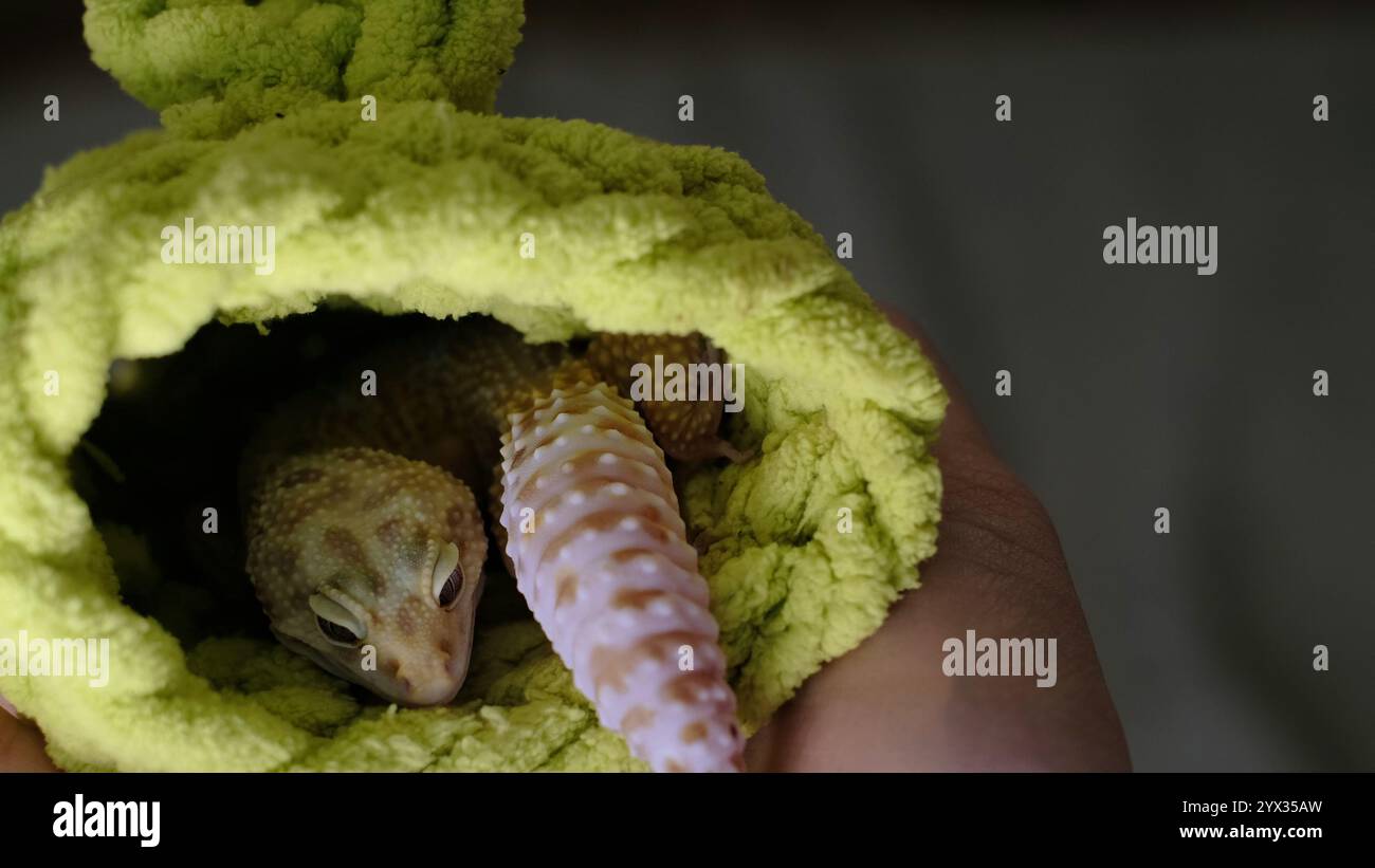 A leopard gecko peeks out of a cozy green fabric burrow, its relaxed ...
