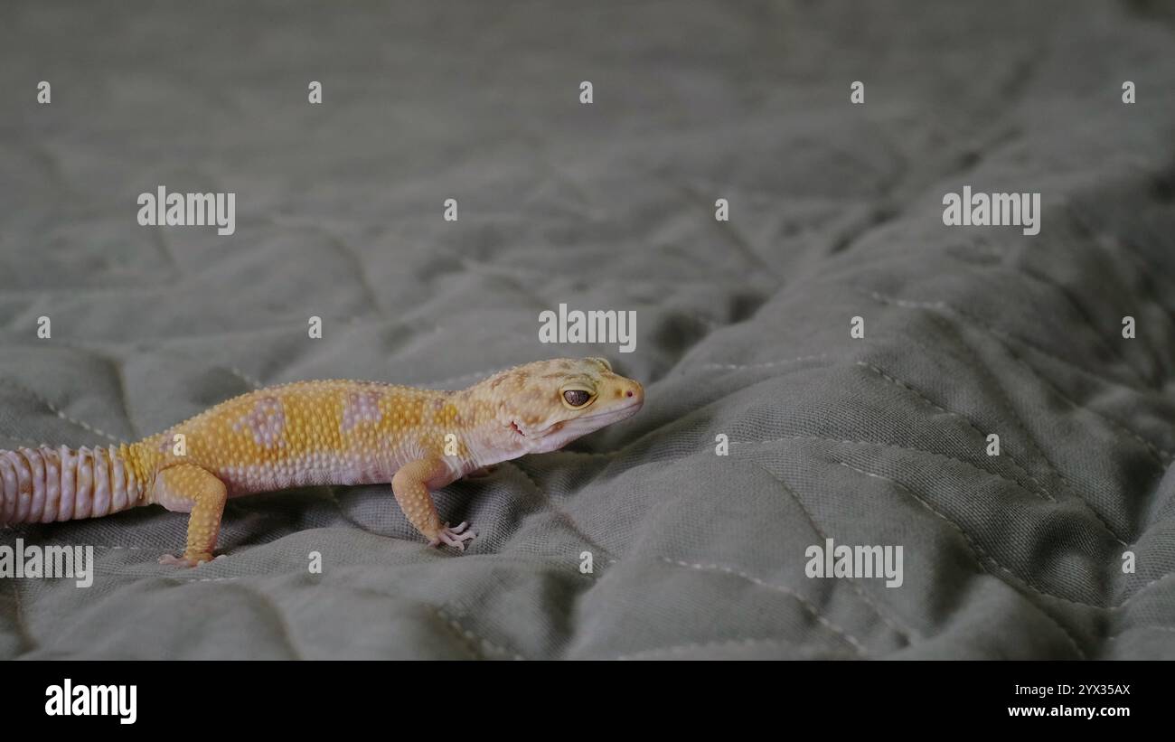 A close-up of a gecko exploring a textured fabric background ...