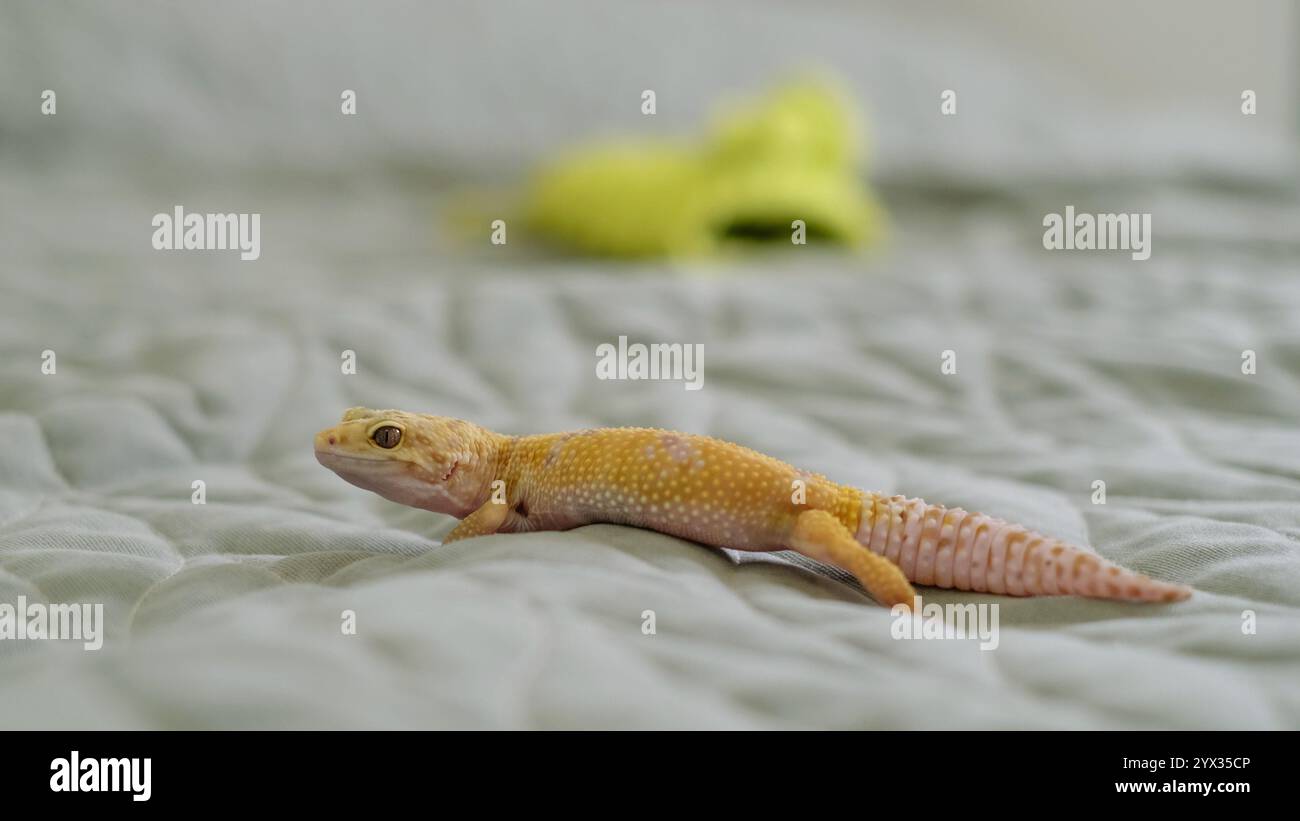 A leopard gecko rests on a patterned fabric, its intricate scales in ...