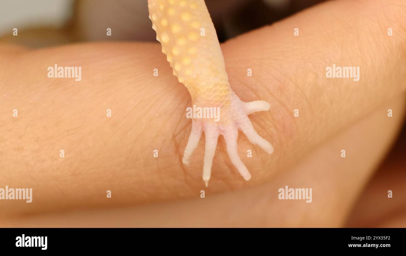 A close-up of a leopard gecko s foot resting on human skin, showcasing ...