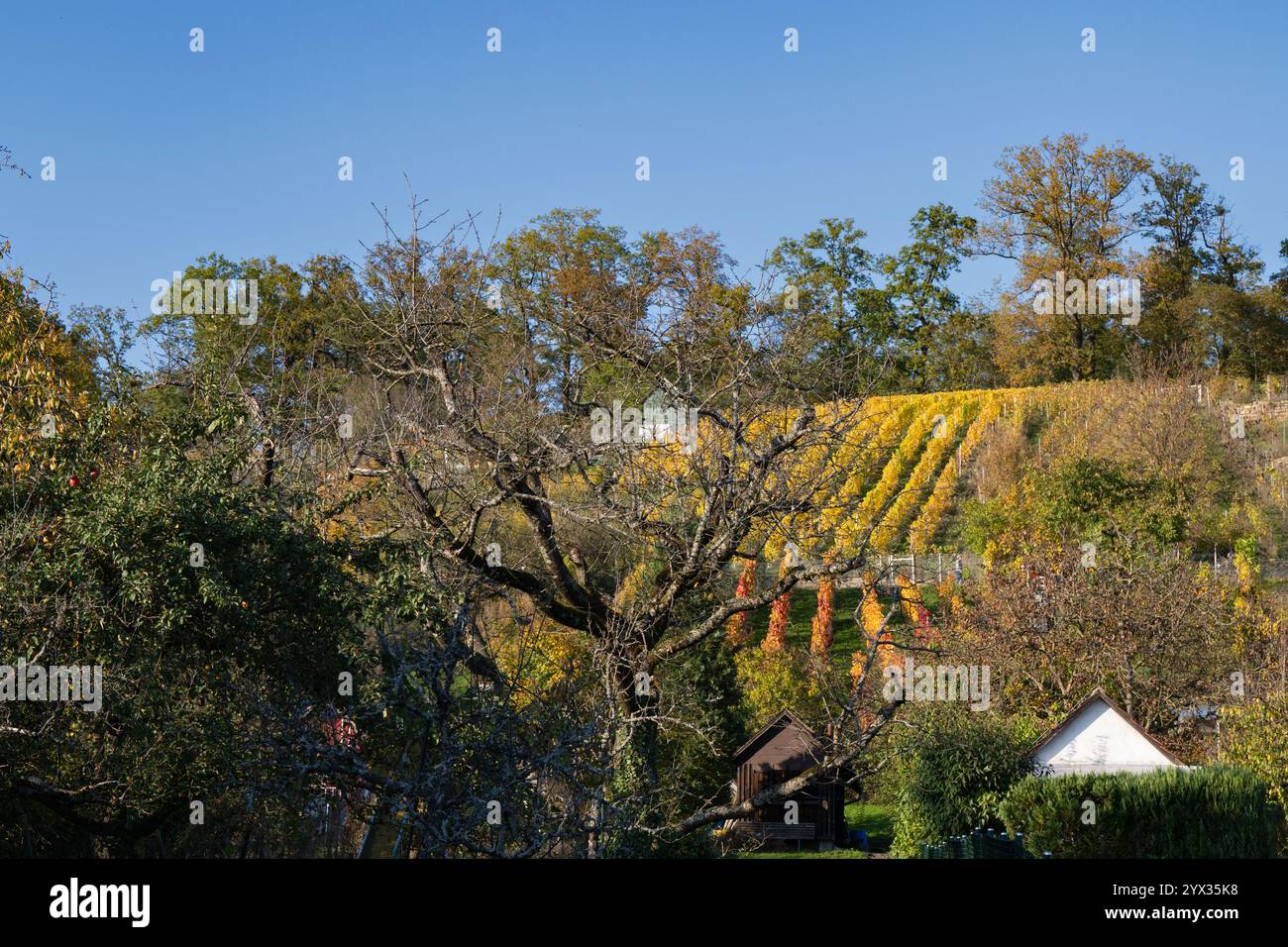Vineyard shed vineyard hillside hi-res stock photography and images - Alamy