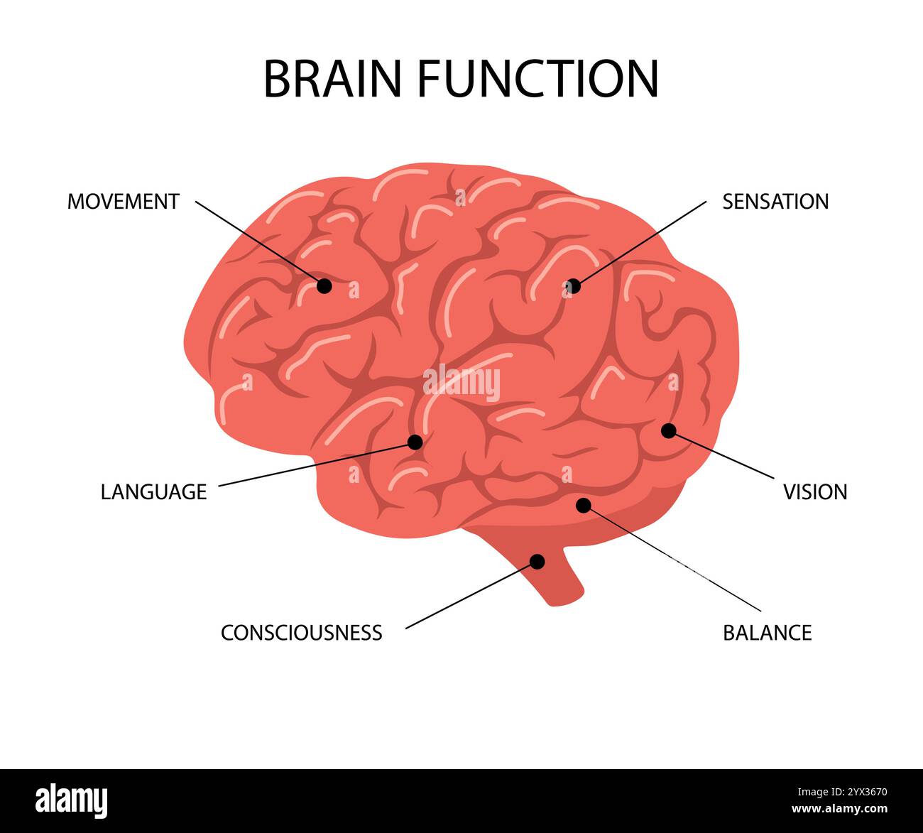 Human biological functions hi-res stock photography and images - Alamy